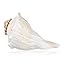 Amazon.com: Jangostor Large Natural Sea Shells, Huge Ocean Conch 7-8 ...