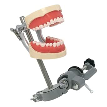 Amazon.com: Dentalmall Teeth Model Training Mount Pole Compatible ...