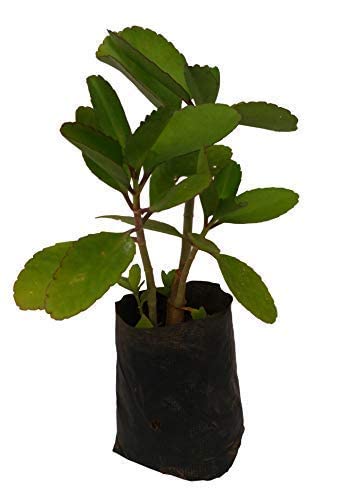 Vixenssell Panfuti/Bryophyllum Pinnatum/Miracle Leaf Plant/Patharchatta ...