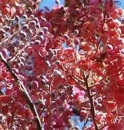 Amazon.com : Java Cassia Seeds, Shower Tree Pink (20 Count) : Patio ...