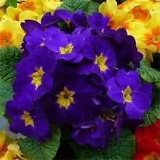 Amazon.com : Primrose Primula Acaulis Accord Blue 20 seeds Garden Seeds ...