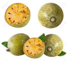 SANJU Live Bel Patra, Indian Bel (Aegle marmelos) Beal fruit Plant 1 ...