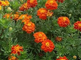 Genda phool live plant (pack of 6) : Amazon.in: Garden & Outdoors