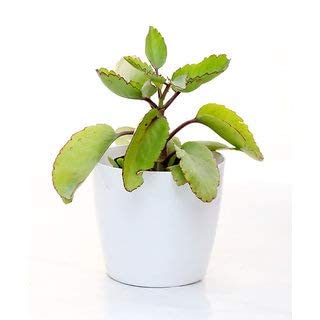 Premium Live Ayurvedic Patharchatta Panfuti Plant - Bryophyllum ...