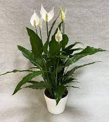 Calla Lily flower plant (Pack of 1) : Amazon.in: Garden & Outdoors