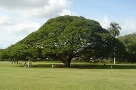 Southside Naturals Rain Tree Seeds | Samanea Saman Seeds | Vilaiti ...