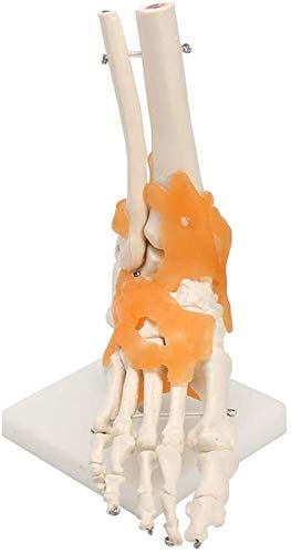 Buy AIVYNA Anatomy Education Model - Human 1,1 Skeleton Ligament Foot ...