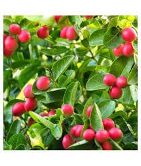Buy carissa carandas, apocynaceae, karonda, berry, fruit, ripe, red ...