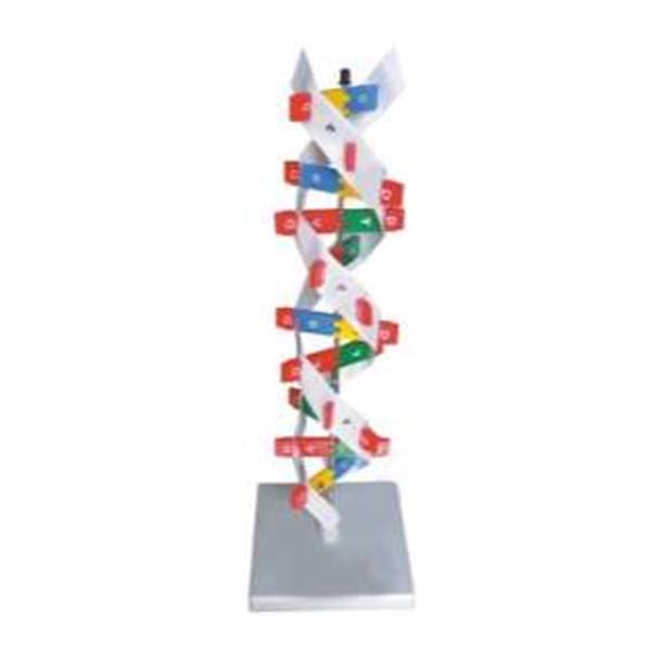 Buy DNA Model Kit Online at Low Prices in India - Amazon.in