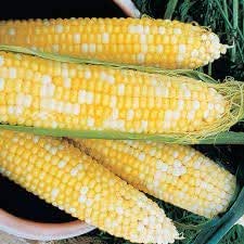 Honey & Cream Bi-Color Sweet Corn Seeds - Hybrid - All Canadian Seeds ...