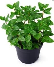 nature India Green Fresh Pudina Mint Herb Plant Seed For Home Gardening ...