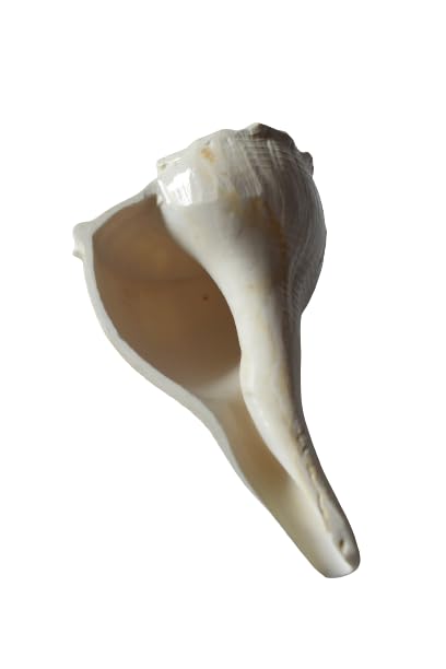 Vastu Vidyan Kendra Right Hand Shankh | Shankh For Pooja Original ...