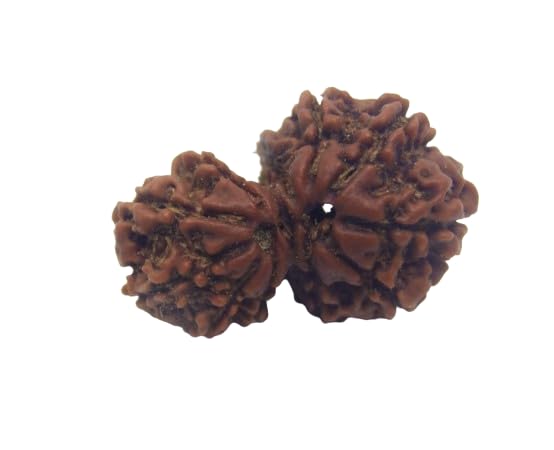 Alaska Gems Gallery Garbh Gauri Rudraksha Original Certified Gauri ...