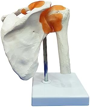 TeachingNest | Shoulder Joint Model Flexible PVC Plastic | Anatomical ...