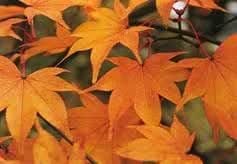 Amazon.com : Maple Japanese 'Hogyoku' (Acer Palmatum 'Hogyoku') Nice ...