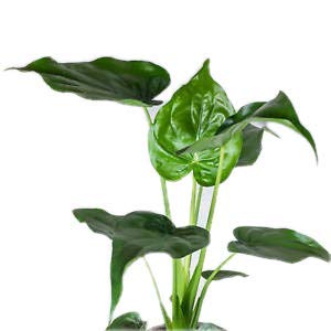 The Four Seasons Alocasia Cucullata aka Buddha's Hand Rare Natural Live ...