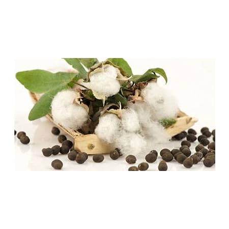 ZM Cotton Seeds / Paruthi Vithai / Paruthi Kottai / Paruthi Seeds 500g ...