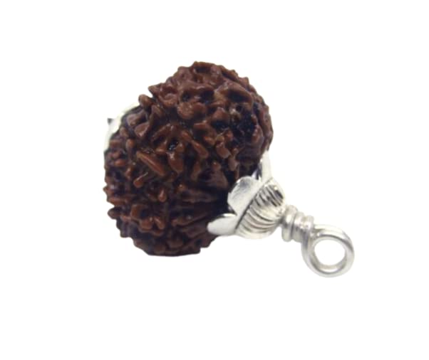 12 Face Rudraksha Original Certified 20mm 12 Mukhi Rudraksha Nepali ...