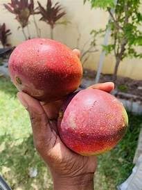 All time Vietnam red mango Plant : Amazon.in: Garden & Outdoors