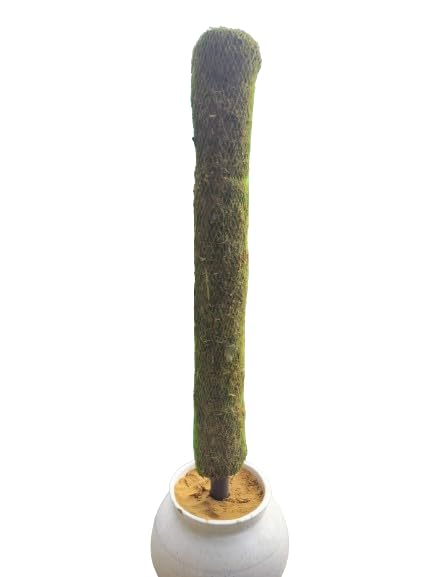 Mosh Stick (2 Feet, 2) : Amazon.in: Garden & Outdoors