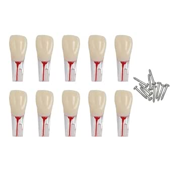 Amazon.com: Dental Typodont Standard Model 10Pcs Root Canal Model ...