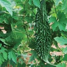 karela seeds hybrid all seasons, High germination (20 seeds) : Amazon ...