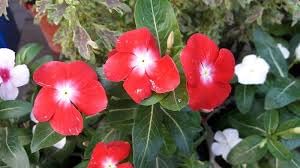 Red vinca live plant,live plant for red vinca (Pack of 1) : Amazon.in ...