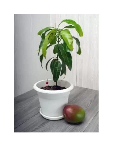 Buy Live Mango Plant Cocopeat and Plastic Pot AGROOA Online at Low ...