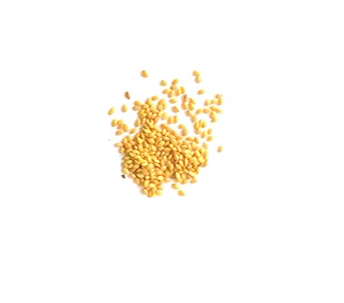 SS Seed Supplier's Marvel Grass (Dichanthium Annulatum )Seed (Yellow ...