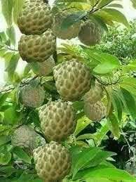 Dwarf Rare Exotic Tropical Fruit Grafted Plant Custard Apples/Sharifa ...