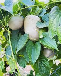 M-Technologies Rare Dioscorea bulbifera Air Potato Adathappu Edible ...