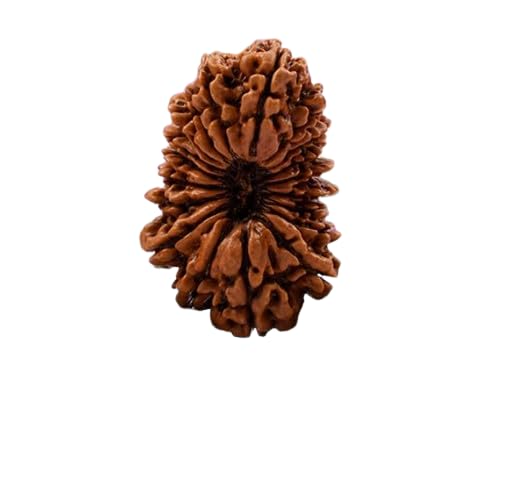 Rare Gems Gallery Auspicious 19 Mukhi Rudraksha Original Certified ...