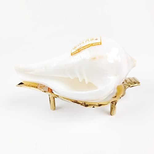 Buy Dakshinavarti shankh Original and Natural in White Colour | Laxmi ...