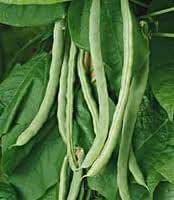 Amazon.com : The Dirty Gardener Romano Pole Bean Seeds - 1 Pound ...