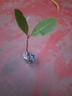 Badam tree live plant Pack Of 1 : Amazon.in: Garden & Outdoors