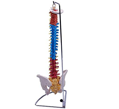Buy XYXZ Anatomy Models Flexible Spine Model - Human Chiropractic Spine ...