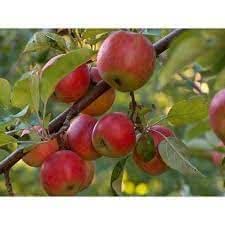 Oxygreenplant Hot climate Variety Apple,Seb,Sebu, Bilaiti heitup ...