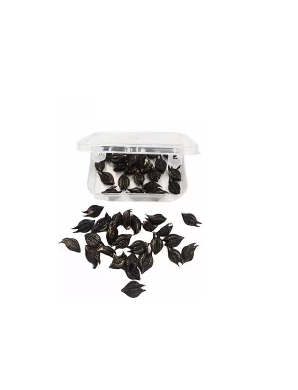Shopping Stall ™ 100 PC Bat Head Roots Devil Pod Wishing Seed for Good ...