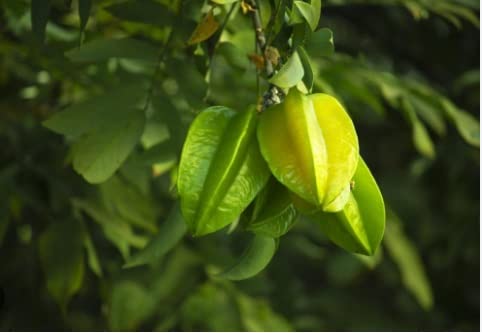Dwarf Star Fruit Tree Augadh Star Fruit Carambola Grafted Plant Price