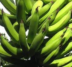 VENUS-ONLINE Rare Kerala famous Nentran Etha Vazha Variety Banana one ...