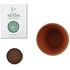 Amazon.com : BUZZY Seeds Terracotta Mini Grow Pots | Herb, Plant ...