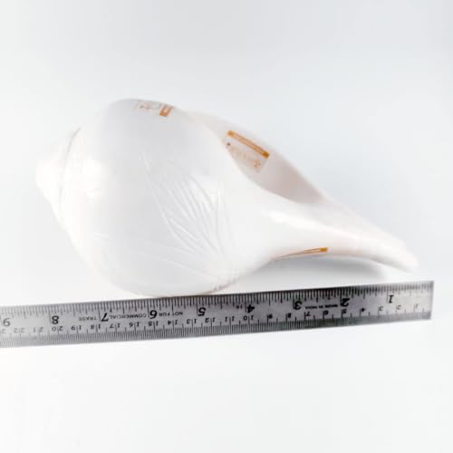 MAYAPURI Original Loud Blowing Shankh for Puja, Natural Blowing Sankha ...