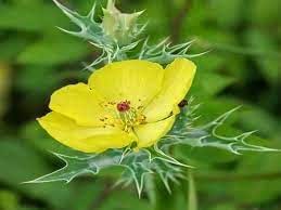 Buy Shrisha Organic Satyanashi Jad | Satyanashi Root Powder-200 Gram ...