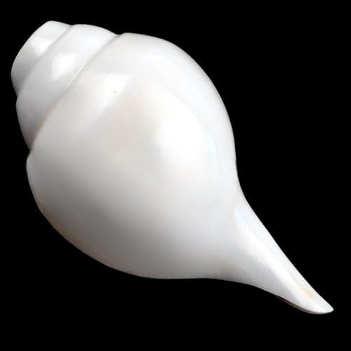 Gangtarang Vamavarti Shankh (6-7 Inch Long, 11 Inch Diameter ...