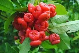 Evergreen red water apple/red jamul fruit plant/live plant : Amazon.in ...