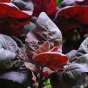 Amazon.com : Ruby Orach Mountain Spinach - 1 oz. : Health And Personal ...