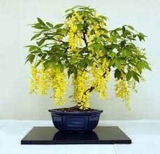 Oxygreenplant Cassia fistula,Golden shower tree,Amaltas, Indian Laburnum,Chahui, Konrai,Vishu ...