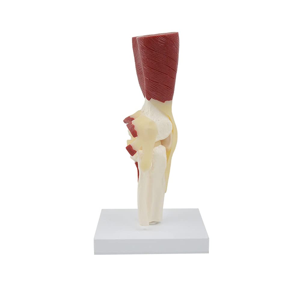 Buy NXX Human Knee Joint Model,Life Size Knee Joint Muscle Model ...