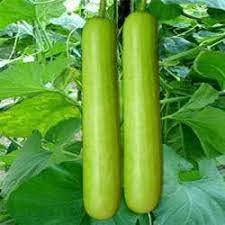 Lauki seeds for home gardening pack of 20 : Amazon.in: Garden & Outdoors