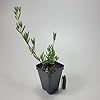 Amazon.com : Zomo Garden Pink Ice Plant Live Succulent Rooted stem ...